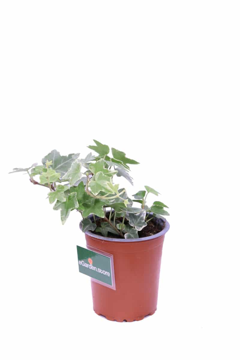 Hedera Helix Variegata - Vivaio Online eGarden