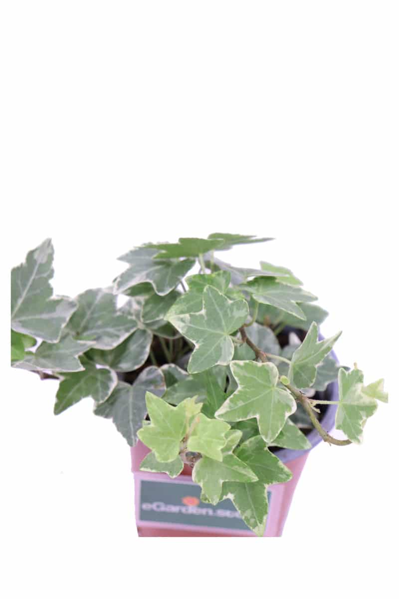 Hedera Helix Variegata - Vivaio Online eGarden