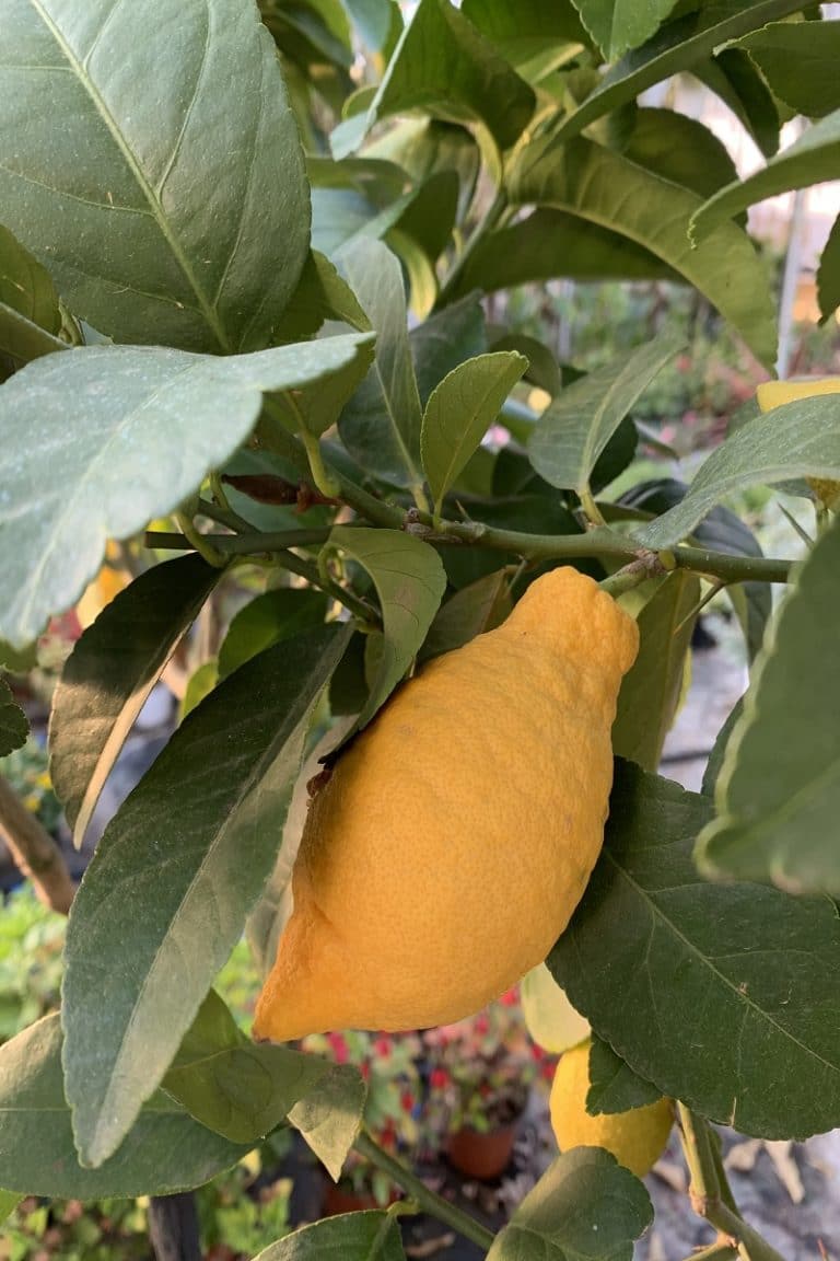 Limone Lunario - Citrus Limon - eGarden.store