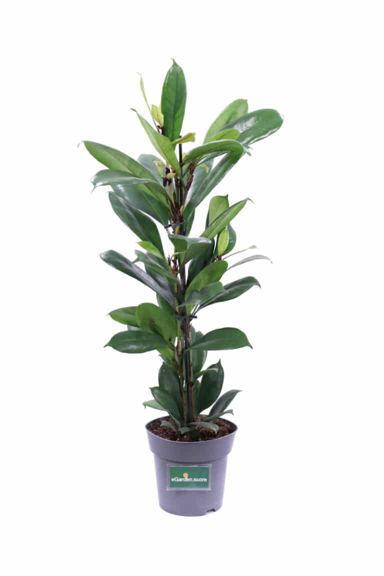Ficus Cyathistipula - Vivaio Online eGarden
