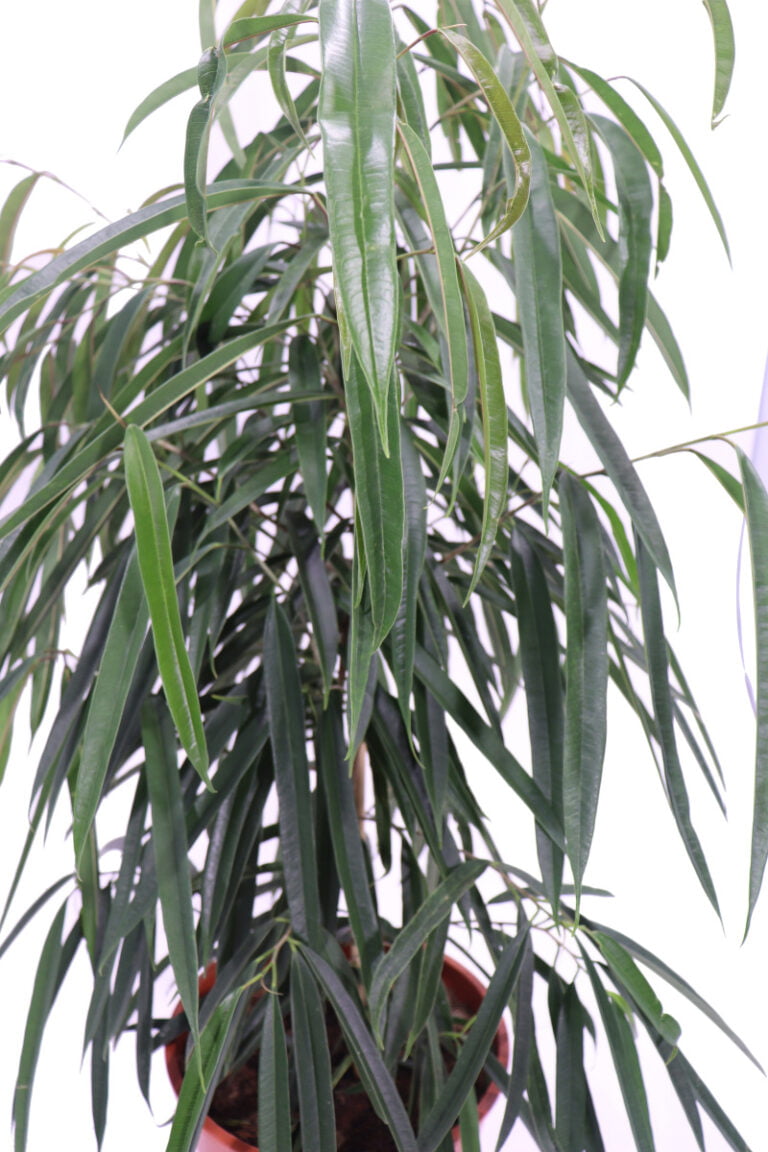 Ficus Maclellandii Alii - Vivaio online eGarden