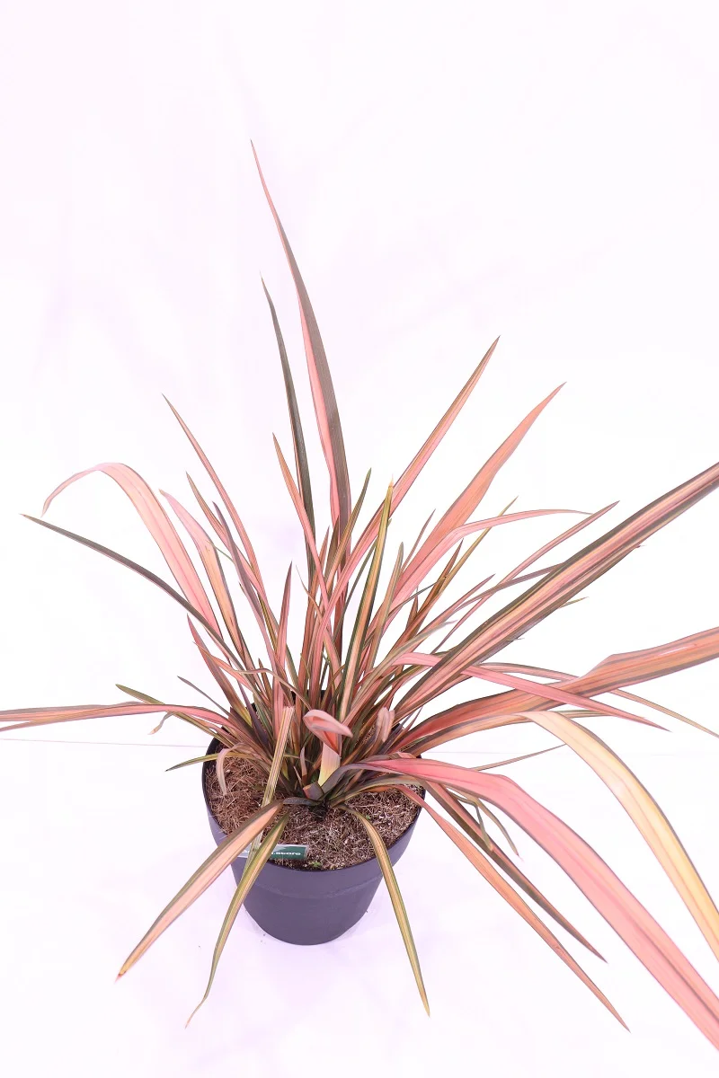 Phormium Pink Flamingo - Vivaio Online eGarden