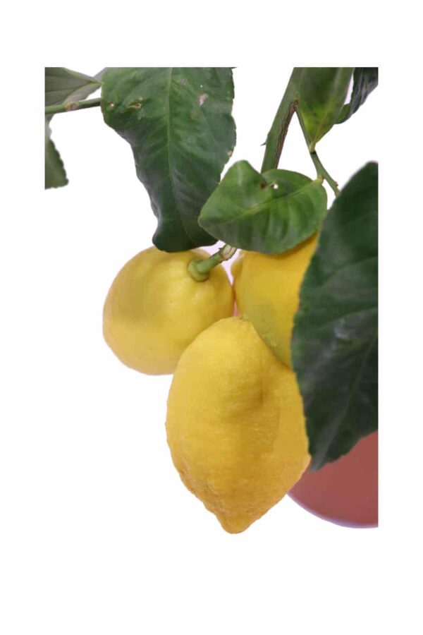 Limone Lunario - Citrus Limon - eGarden.store