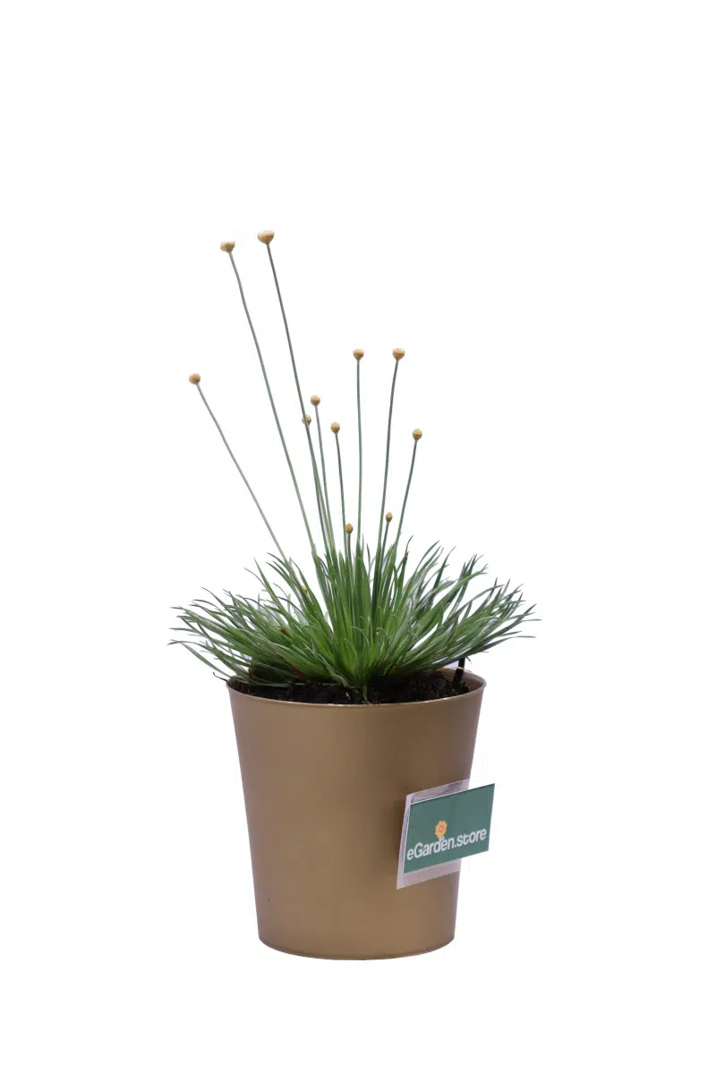 Mikado - Syngonanthus Chrysanthus - Vivaio Online eGarden