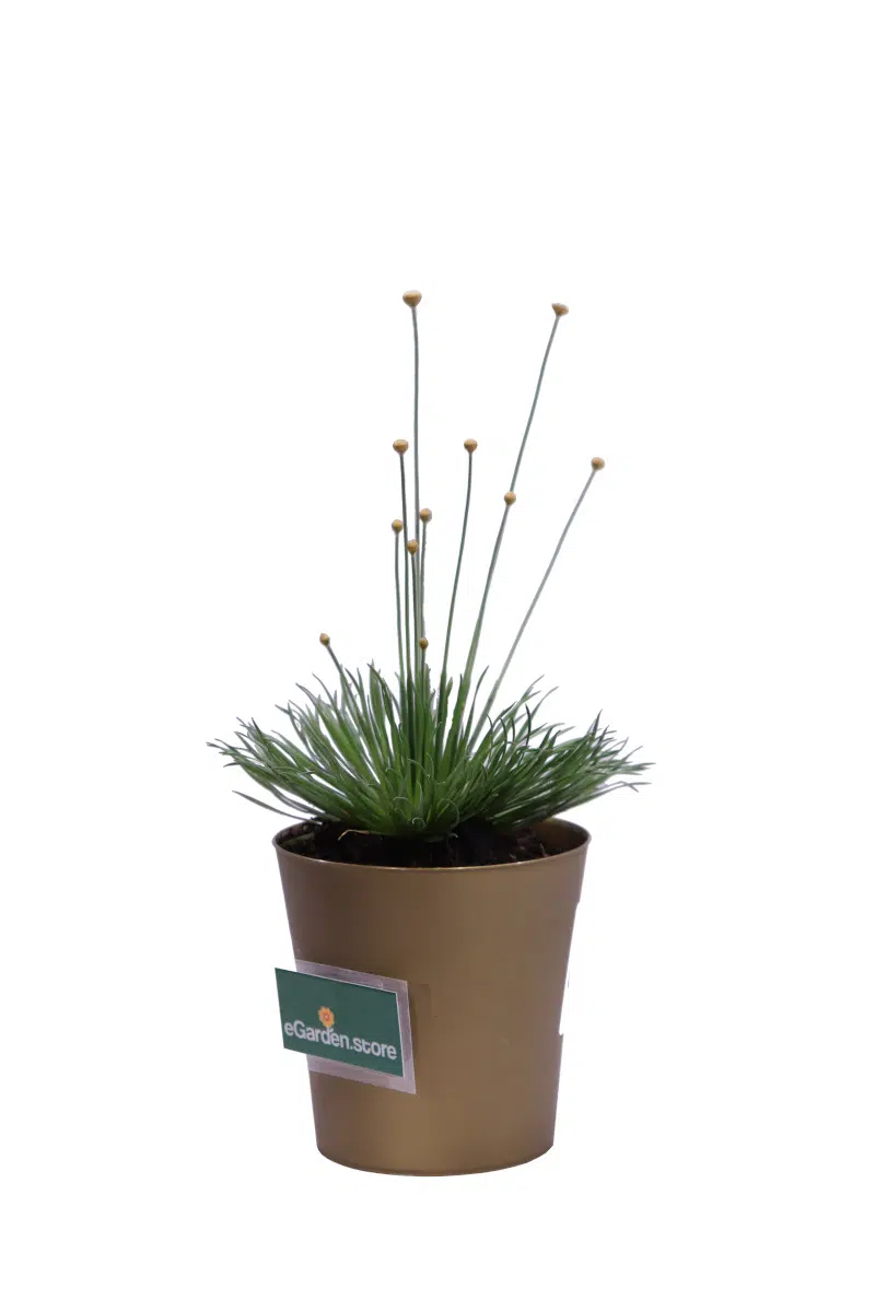 Mikado - Syngonanthus Chrysanthus - Vivaio Online eGarden