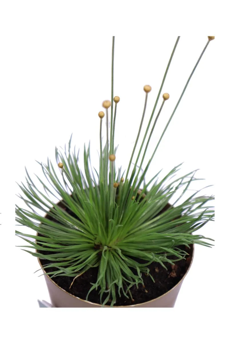 Mikado - Syngonanthus Chrysanthus - Vivaio Online eGarden