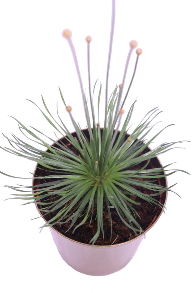 Mikado - Syngonanthus Chrysanthus - Vivaio Online eGarden