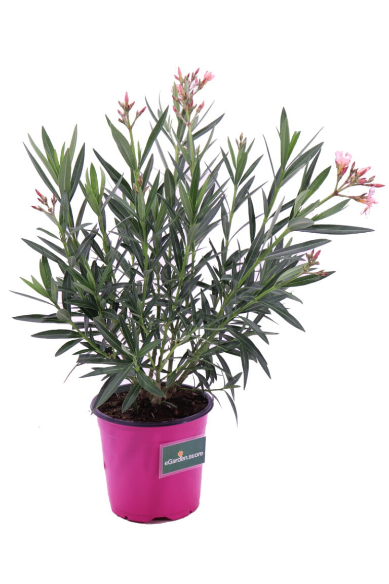 Oleandro - Nerium Oleander Petite Salmon - Vivaio eGardean