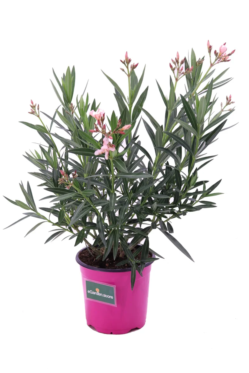 Oleandro - Nerium Oleander Petite Salmon - Vivaio eGardean