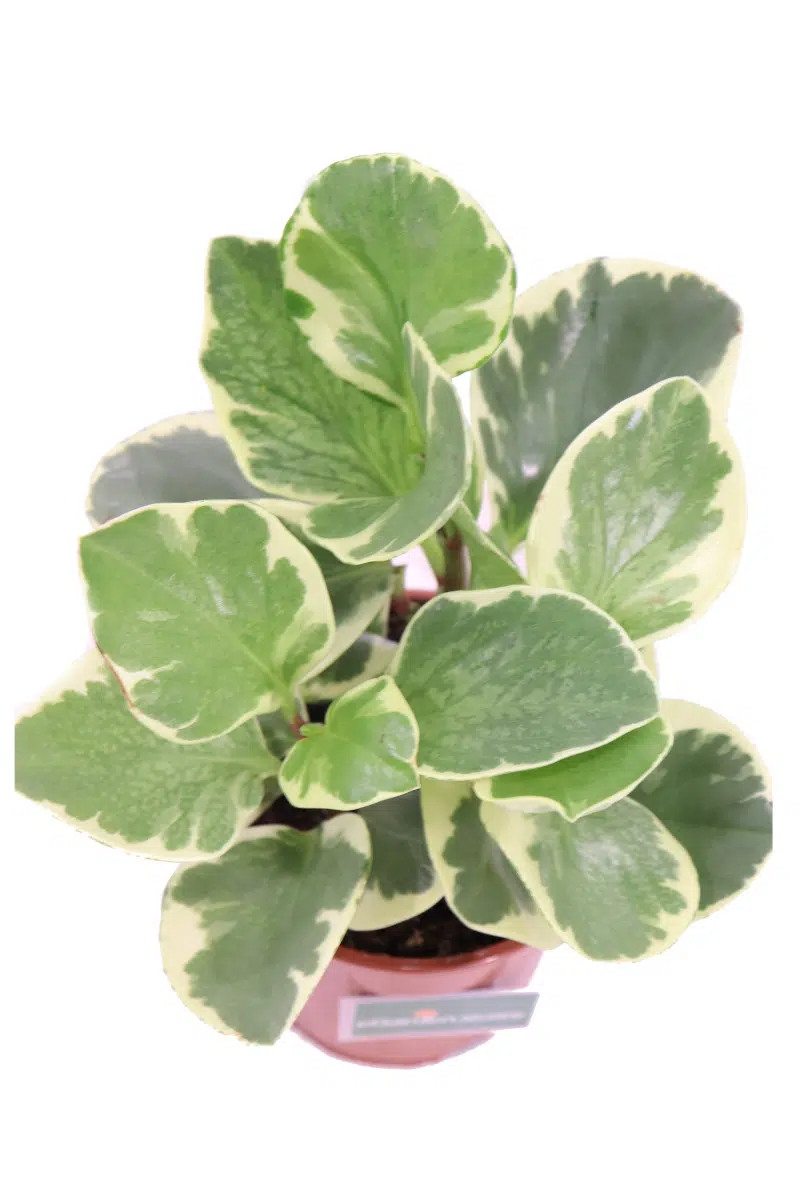 Peperomia Obtusifolia Variegata - Vivaio Online eGarden