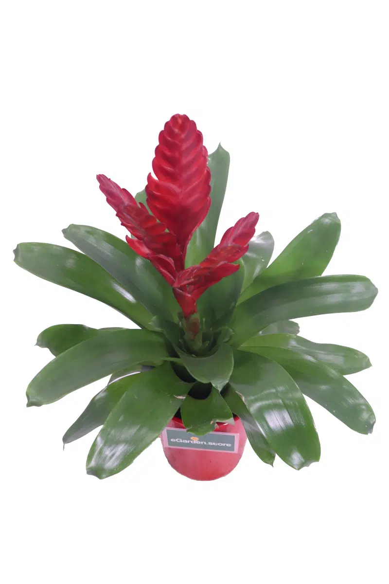 Vriesea Rossa Deco - Vivaio Online eGarden