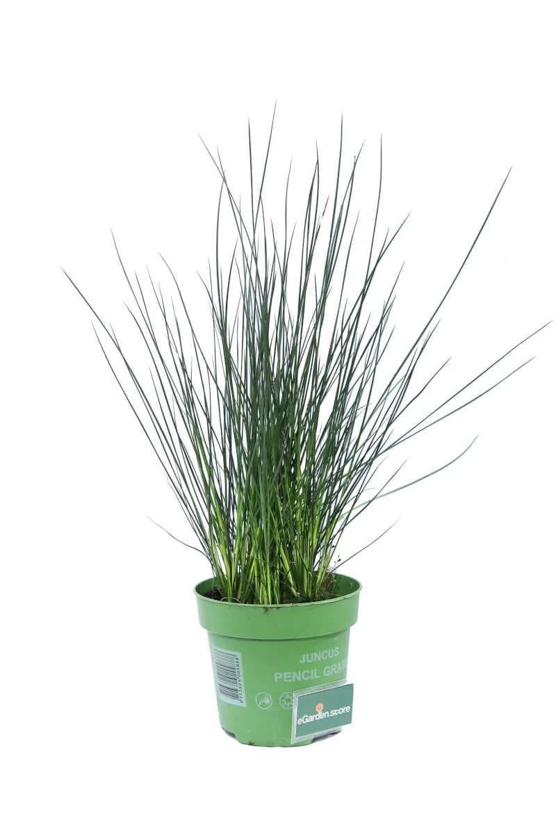 Giunco - Juncus Effusus Pencil Grass - Vivaio Online eGarden