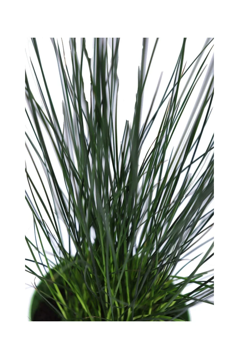 Giunco - Juncus Effusus Pencil Grass - Vivaio Online eGarden