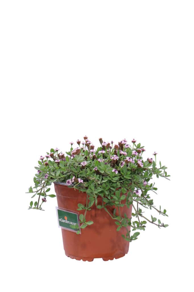 Lippia Repens - Phyla Nodiflora - Vivaio Online eGarden