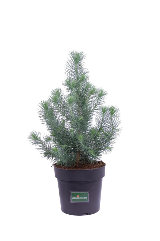 Pino - Pinus Pinea Silver Crest