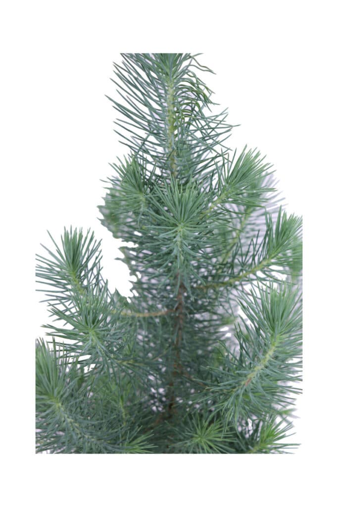 Pino - Pinus Pinea Silver Crest - Vivaio Online eGarden