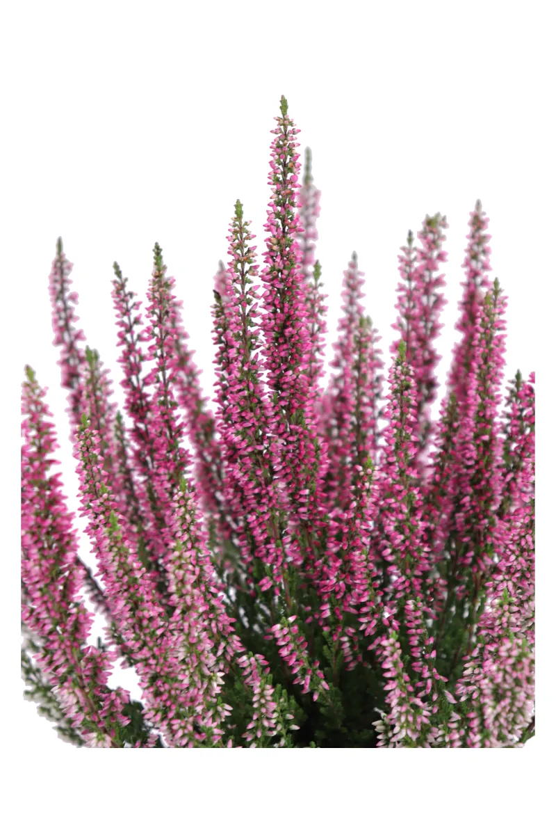 Erica - Calluna Vulgaris V.10 Cm - Varie Colorazioni - eGarden